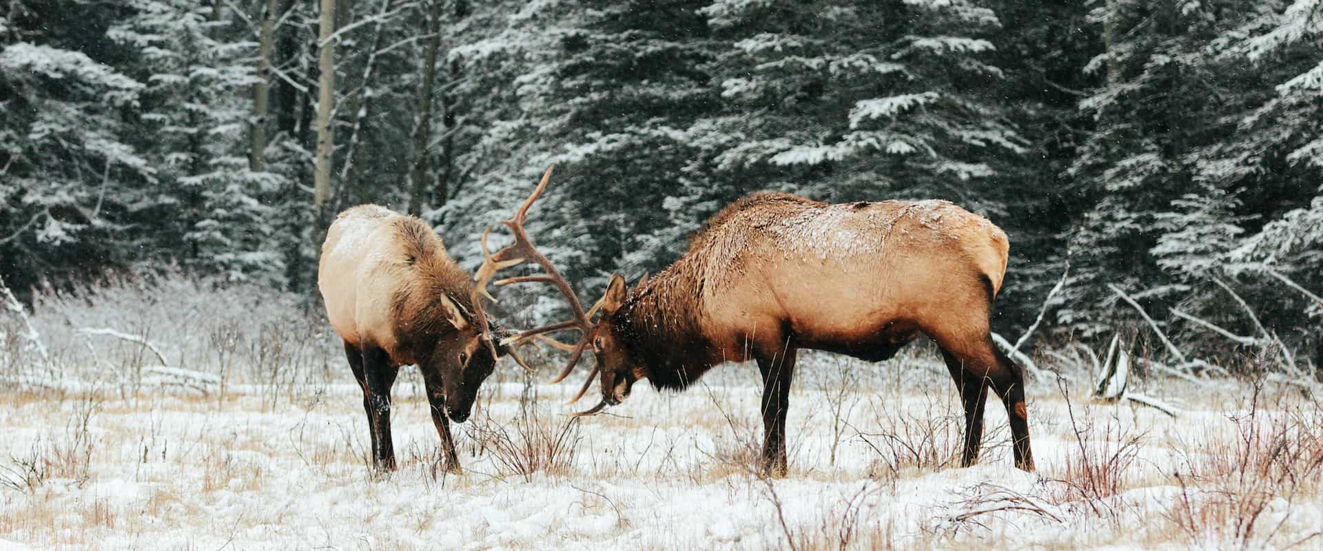 Banff's Beasts | Basecamp